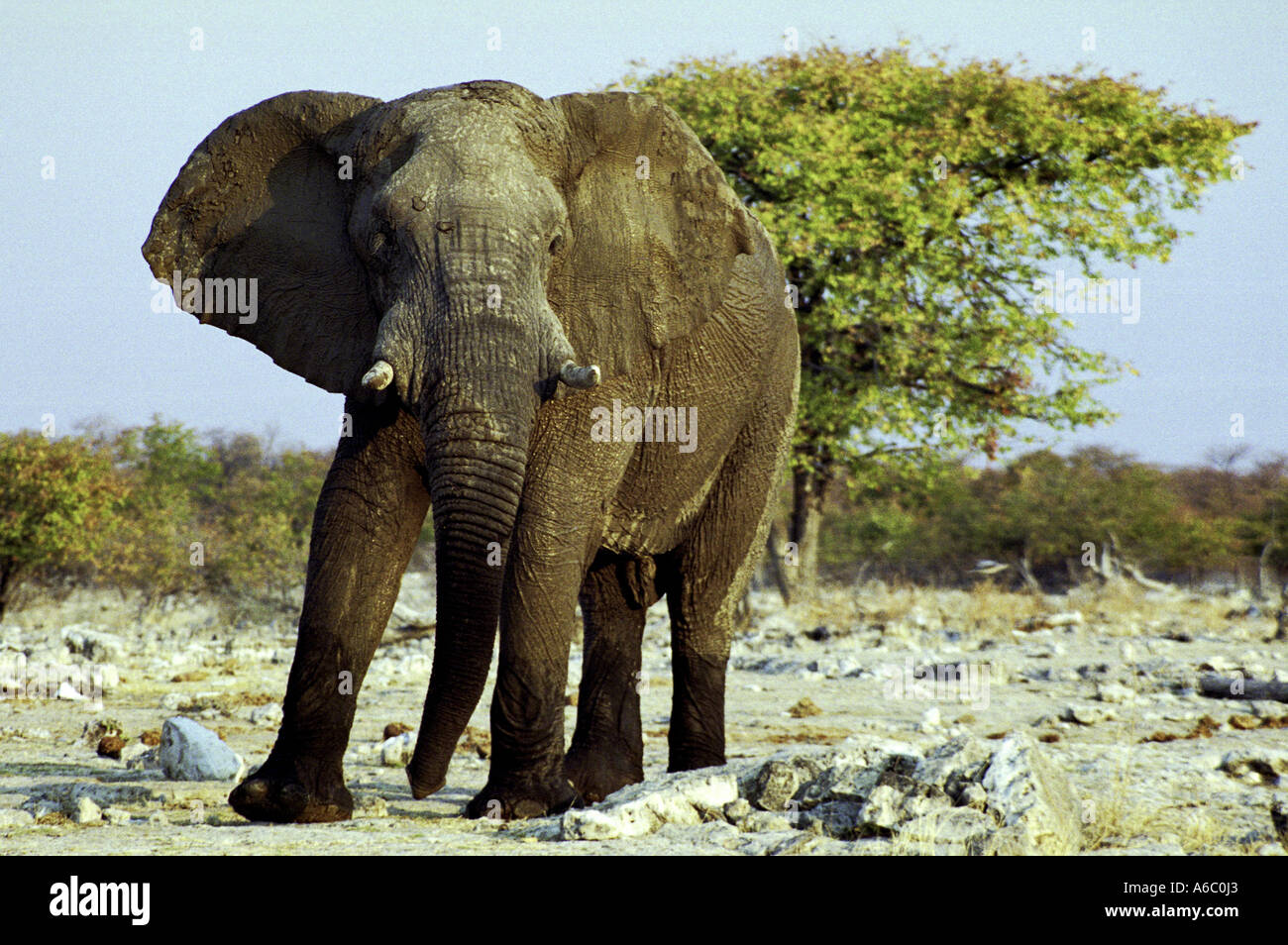 Namibia Elephant walking at water hole NP Etosha Stock Photo - Alamy