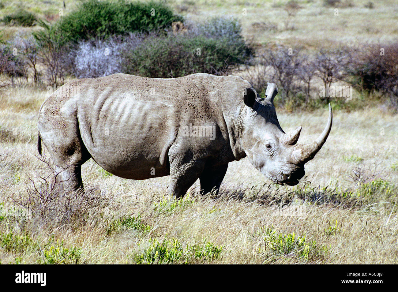 White Rhino in grass Namibia South Africa Stock Photo - Alamy