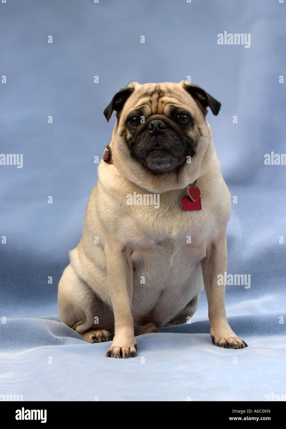 An adult pug dog sits on a blue blanket in this whimsical canine ...