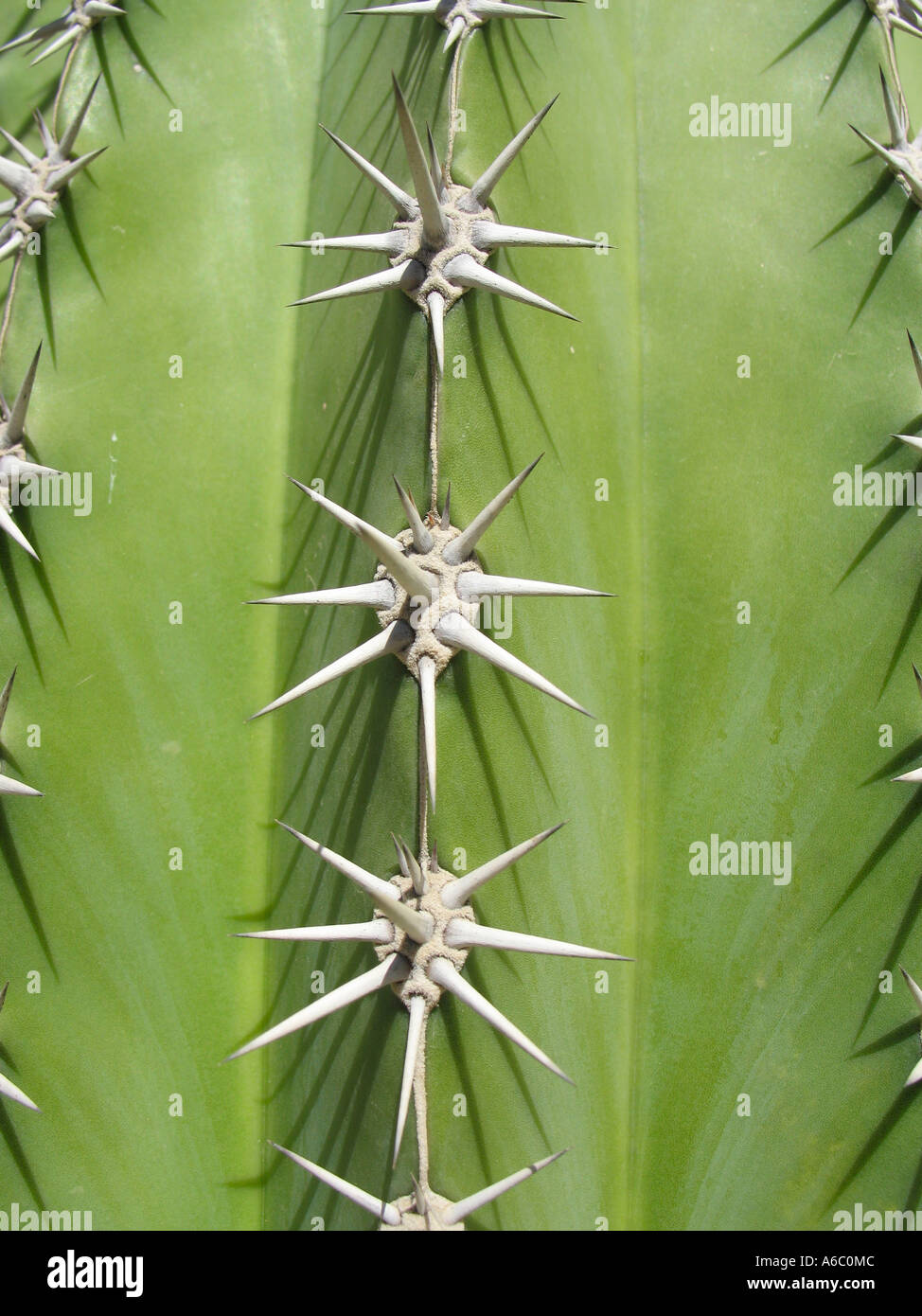 Green Cactus Thorn Detail Stock Photo - Alamy