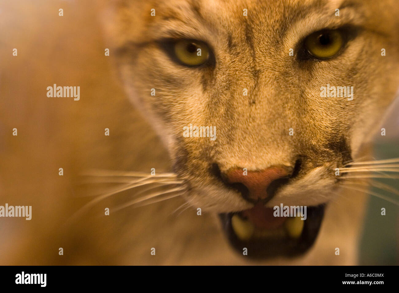 A selective focus image of a snarling mountain lion or puma Stock Photo ...