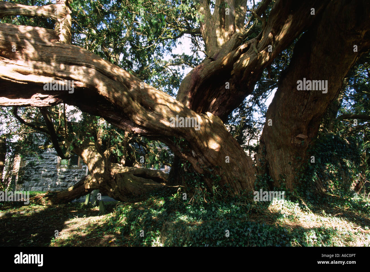 Yew Tree Wales Stock Photos & Yew Tree Wales Stock Images - Alamy