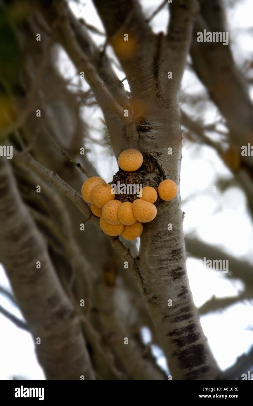 Cyttaria hi-res stock photography and images - Alamy