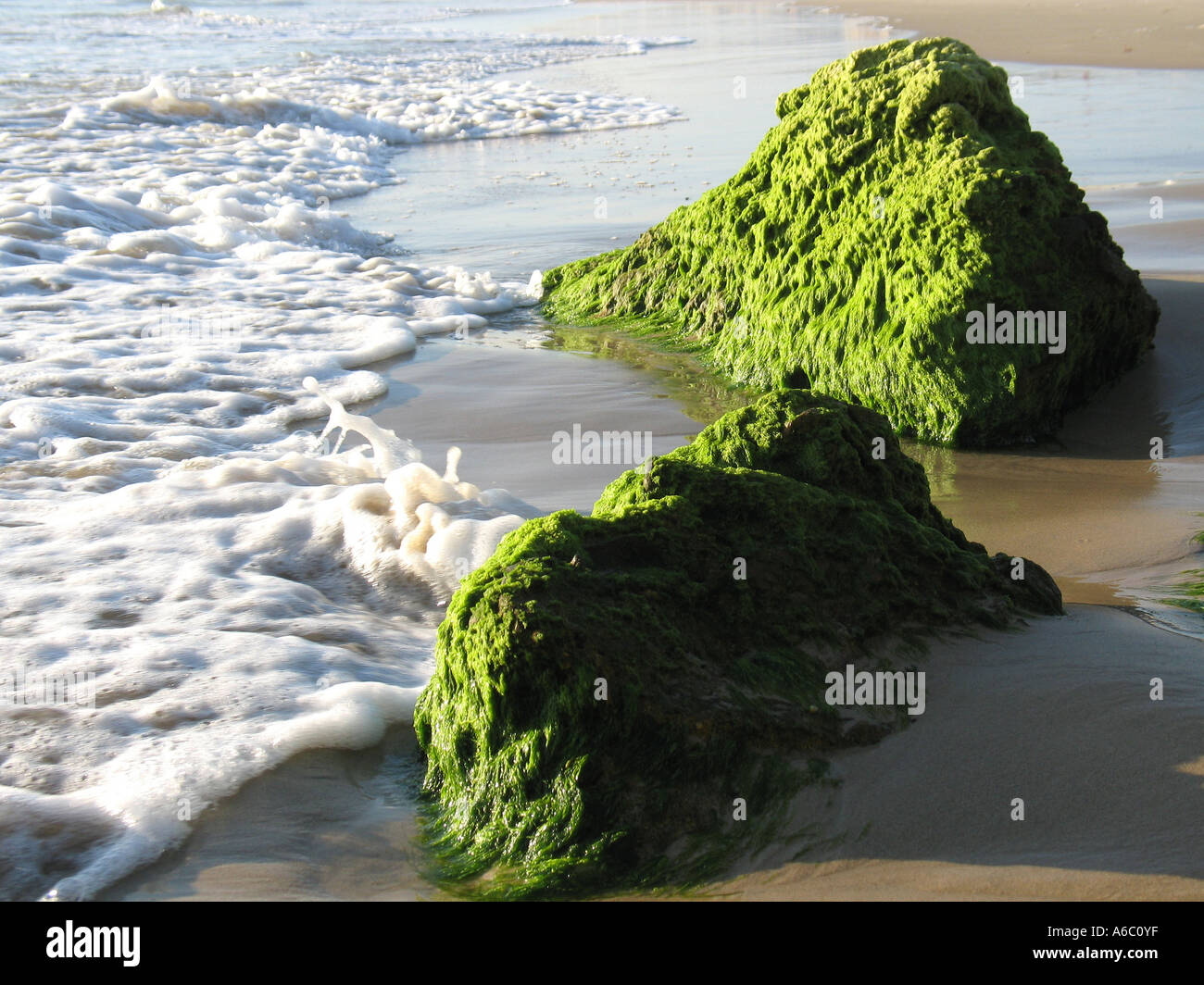 Seaweed Covered Rocks in the Ocean Waves Stock Photo - Alamy
