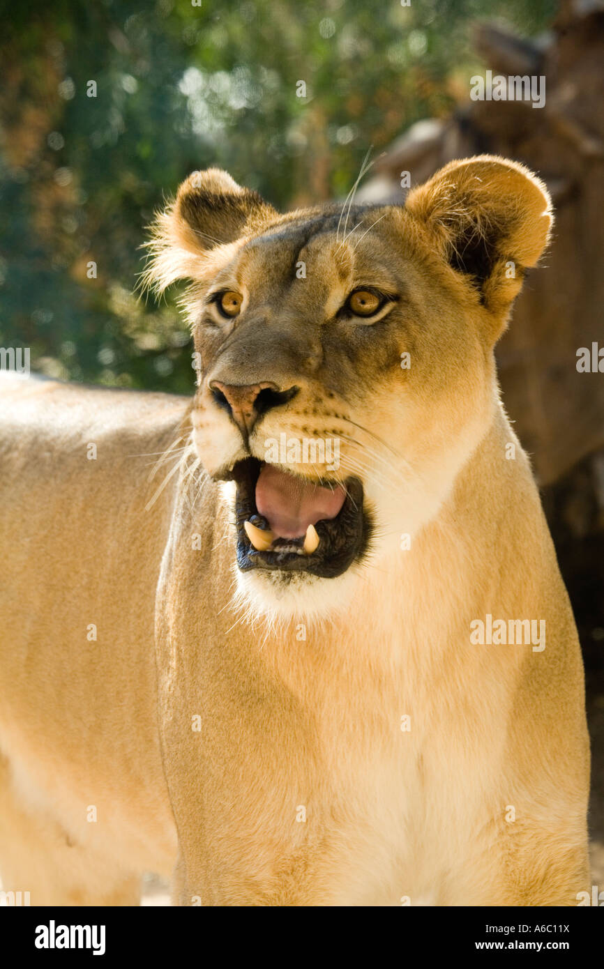 A beautiful lioness stands in the sun Stock Photo - Alamy