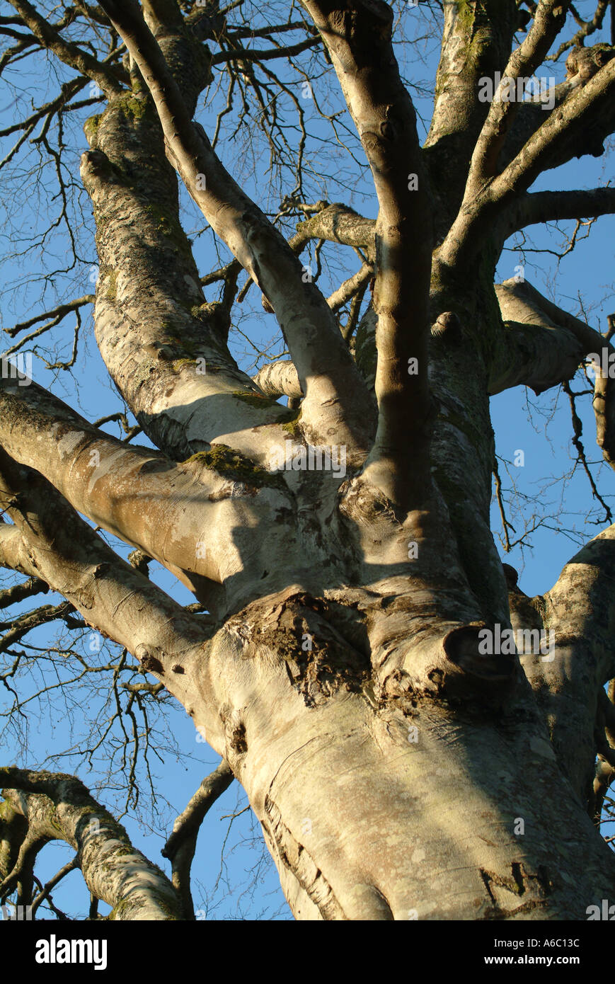 Tree awaiting Spring in Loch Lomond Stock Photo - Alamy