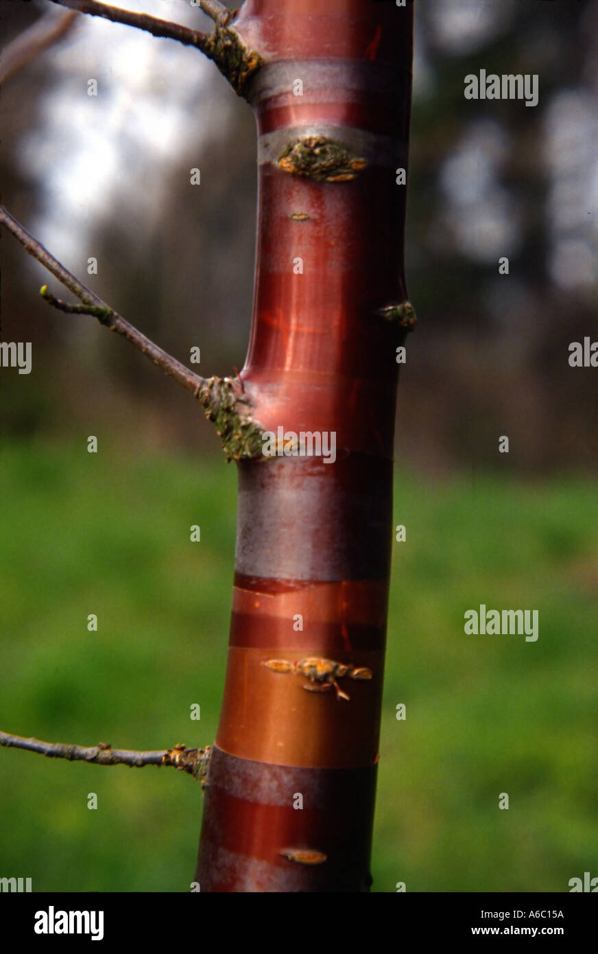 Birch bark cherry Prunus serrula Stock Photo - Alamy
