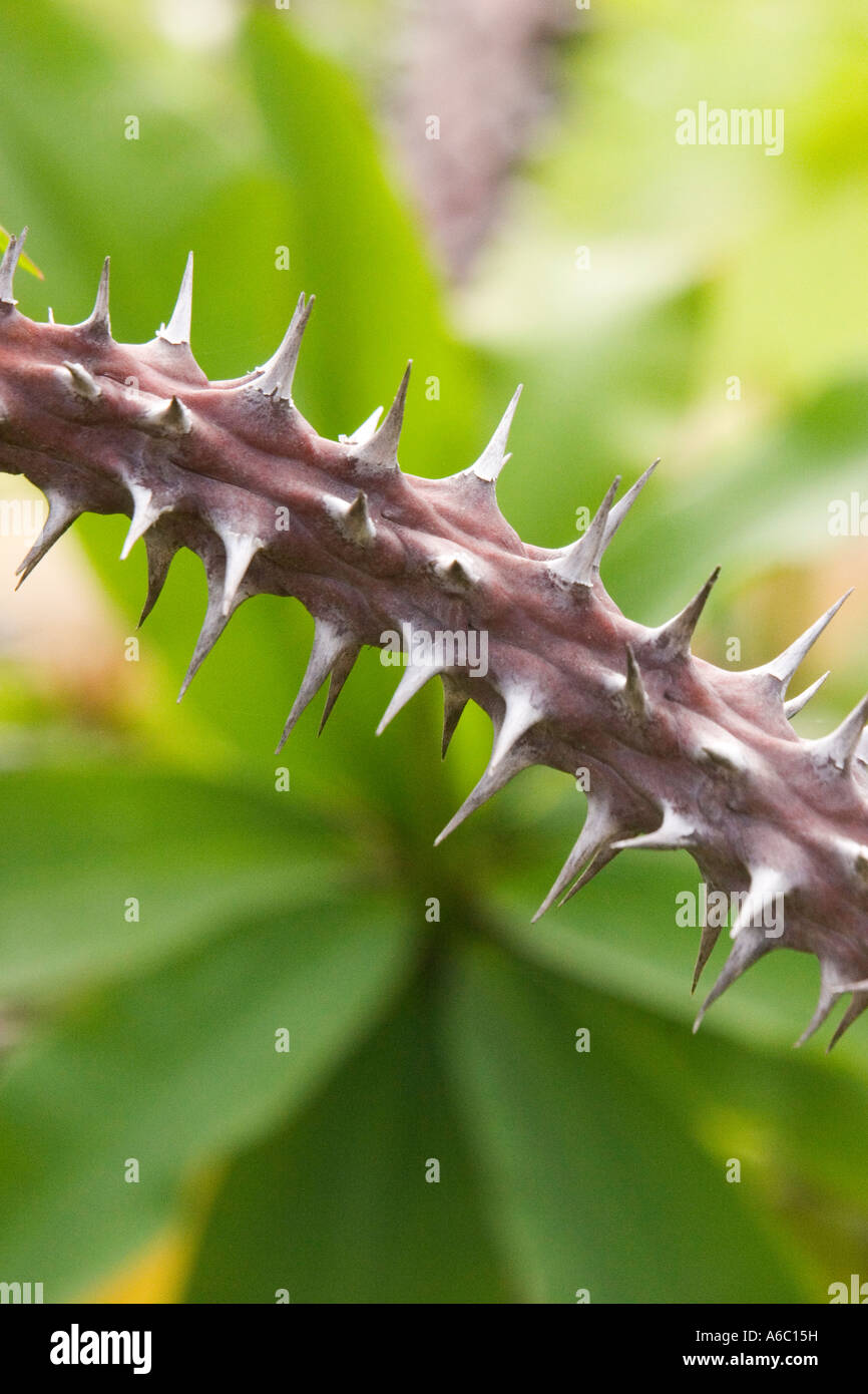 Euphorbia milii cv hi-res stock photography and images - Alamy