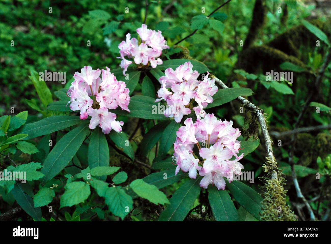 Wild Western Coast Rhododendron Rhododendron macrophyllum Stock Photo ...