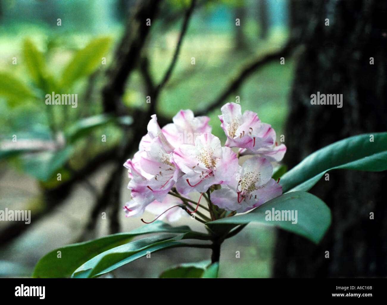 Wild Western Coast Rhododendron Rhododendron macrophyllum Stock Photo ...