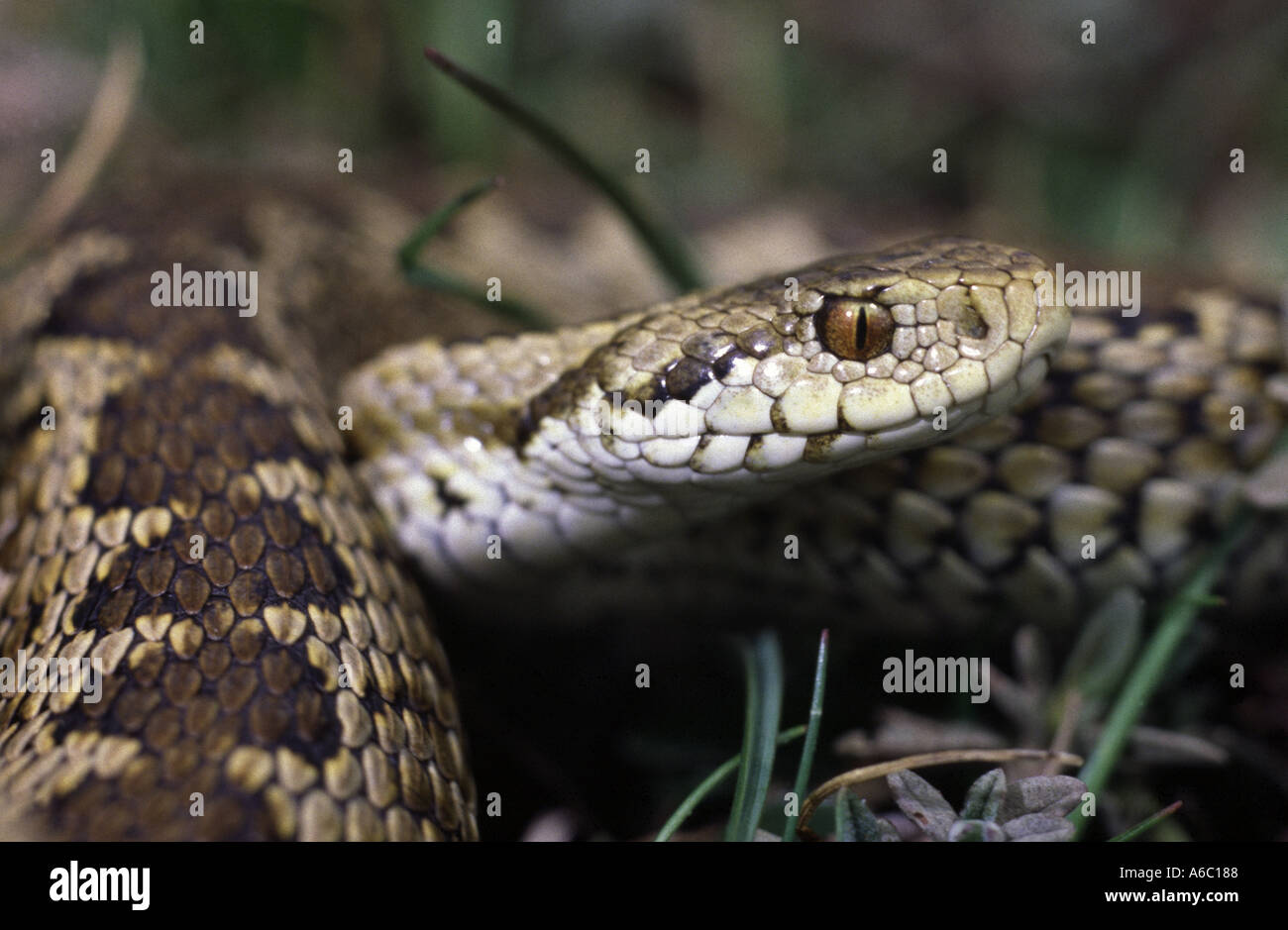 Orsini s Viper Vipera ursinii Italy Stock Photo - Alamy