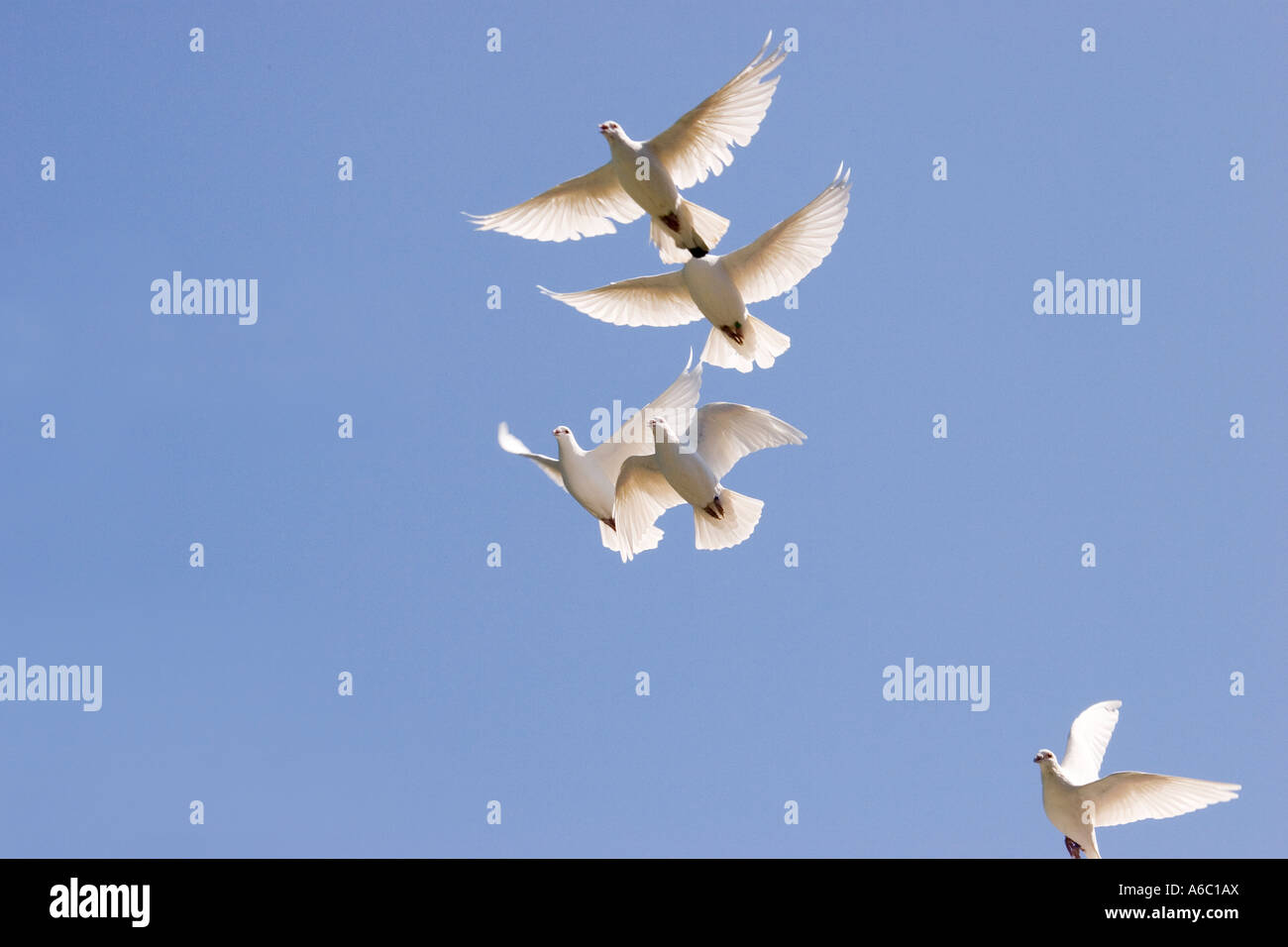 Beautiful white doves flying against a background of a clear blue sky ...