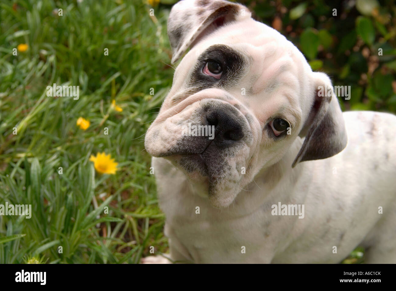 A loveable bull dog puppy looks at the camera with head cocked to one ...