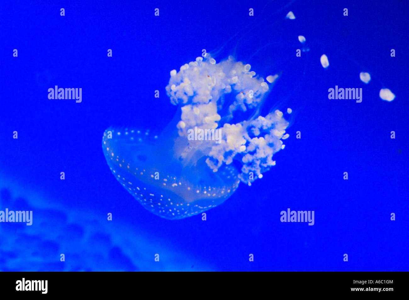 Jellyfish exhibit at Nausicaa aquarium in Boulogne sur mer, France ...