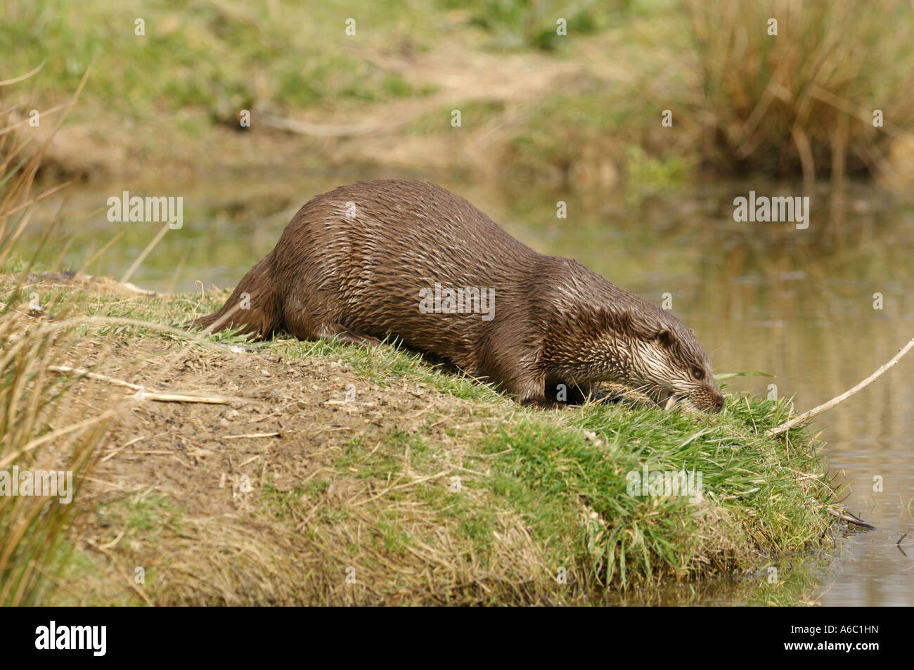 British Wildlife Centre Surrey Spring 2007 Stock Photo - Alamy