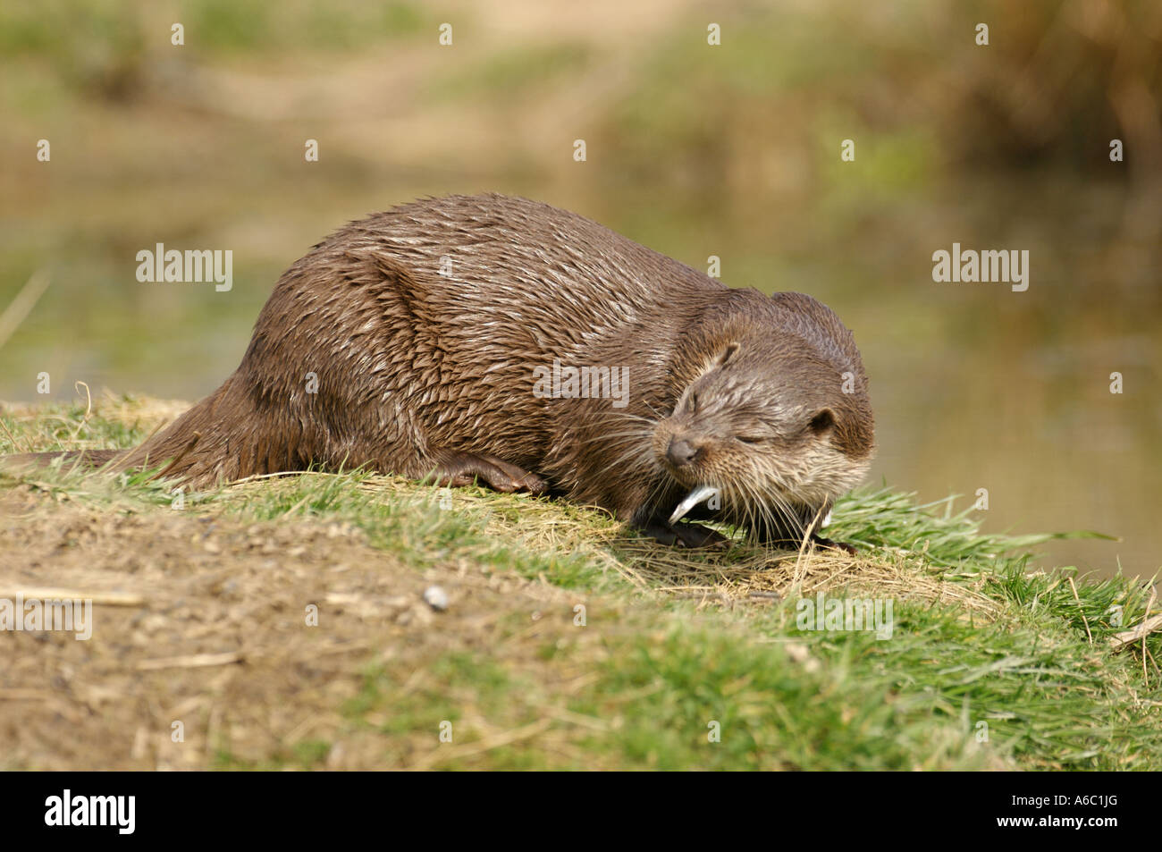 British Wildlife Centre Surrey Spring 2007 Stock Photo - Alamy