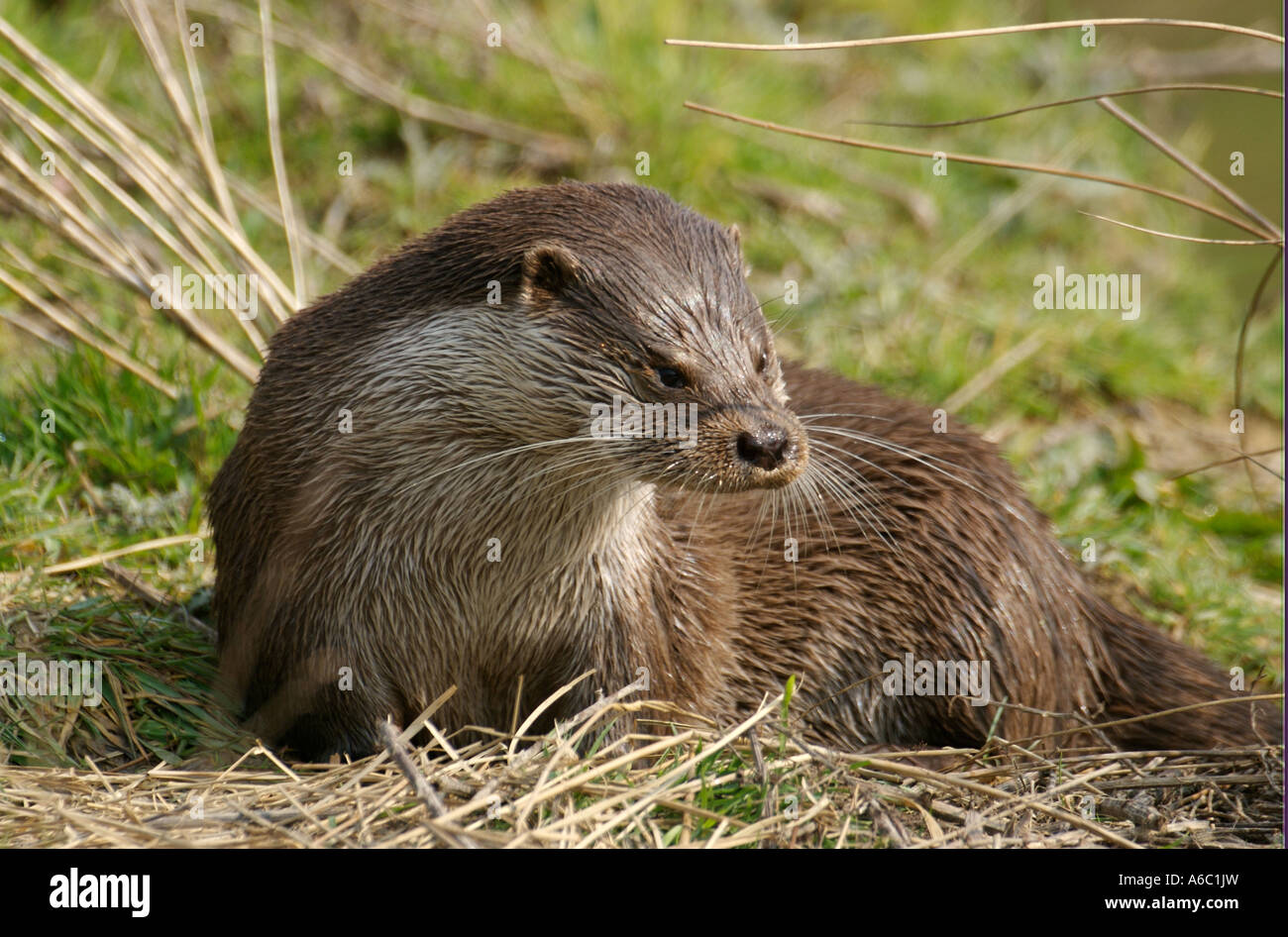 British Wildlife Centre Surrey Spring 2007 Stock Photo - Alamy