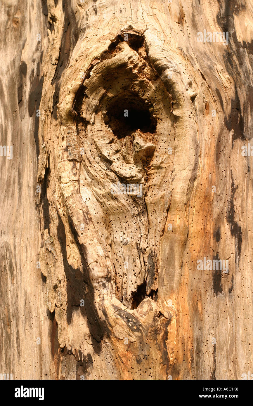 Tree trunk with woodworm holes Stock Photo - Alamy