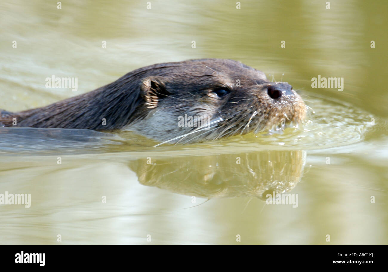 British Wildlife Centre Surrey Spring 2007 Stock Photo - Alamy