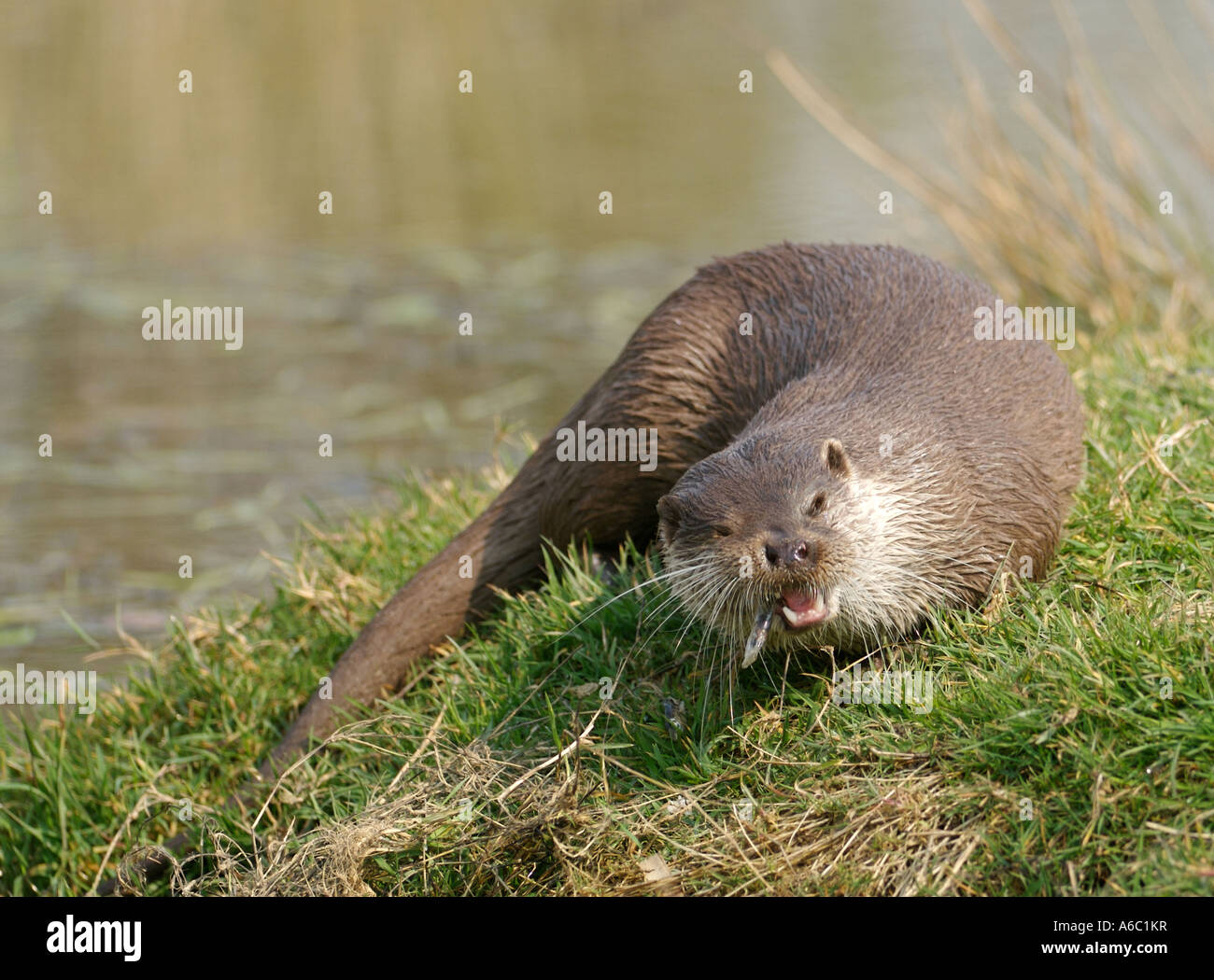 British Wildlife Centre Surrey Spring 2007 Stock Photo - Alamy