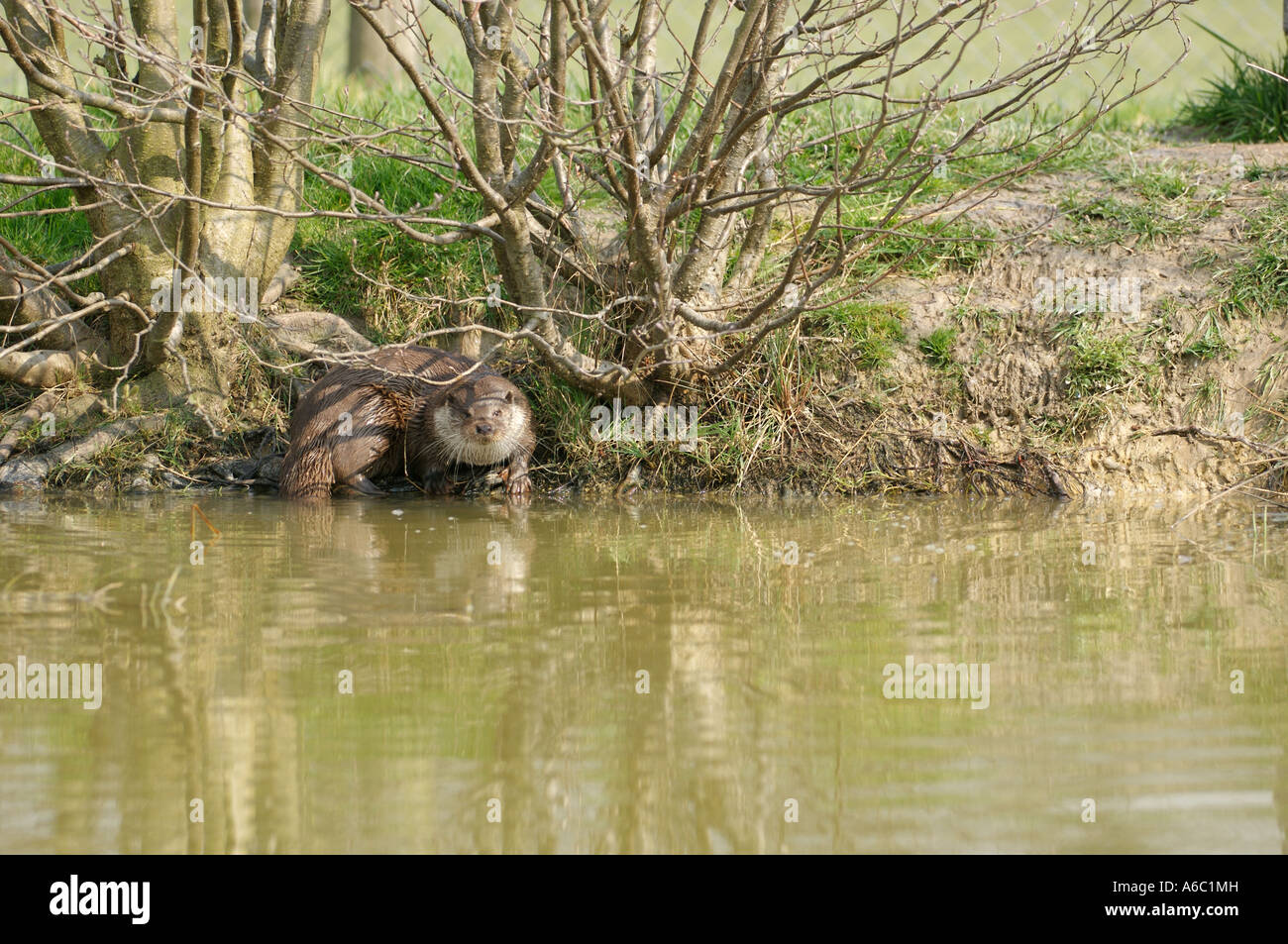 British Wildlife Centre Surrey Spring 2007 Stock Photo - Alamy
