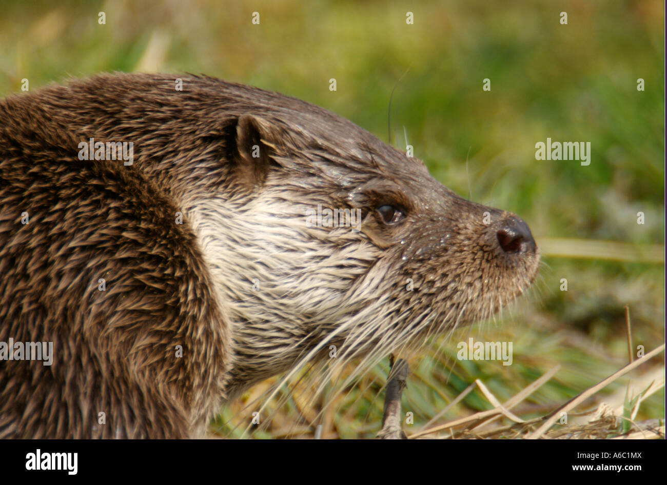 British Wildlife Centre Surrey Spring 2007 Stock Photo - Alamy