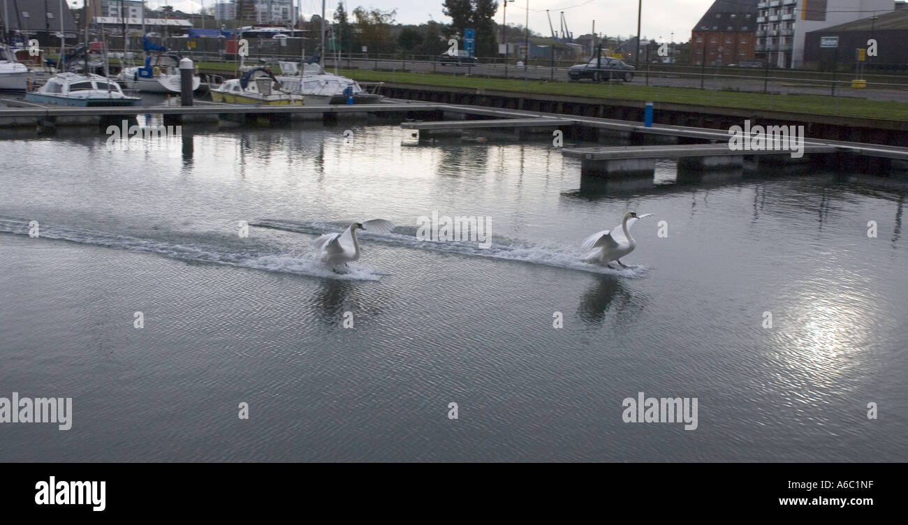 Birds Swan. two Swans land side by side at the marina in Ipswich ...