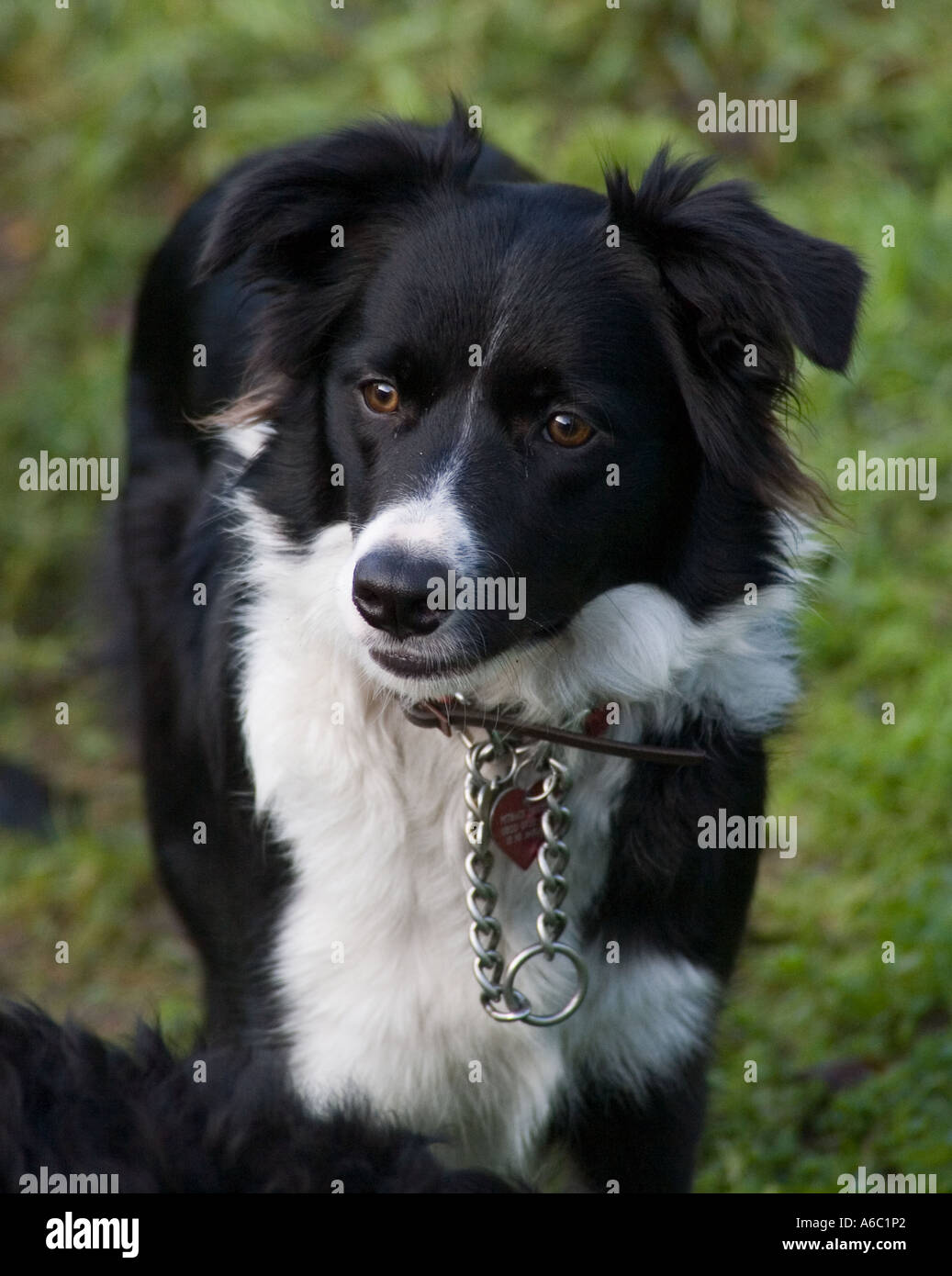 Sheep dog with hi-res stock photography and images - Alamy