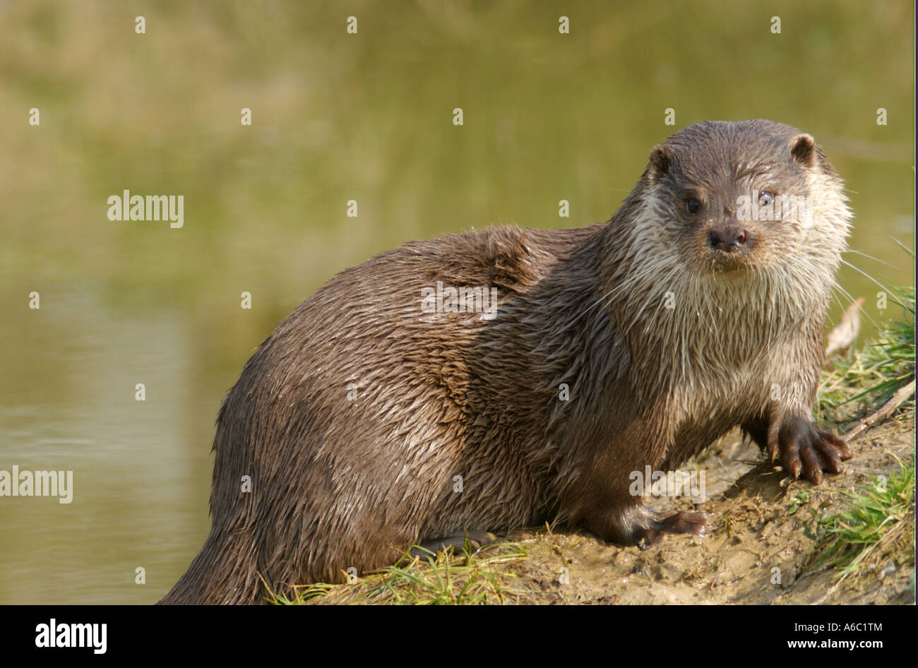 Otter on river bank British Wildlife Centre Surrey Spring 2007 Stock ...