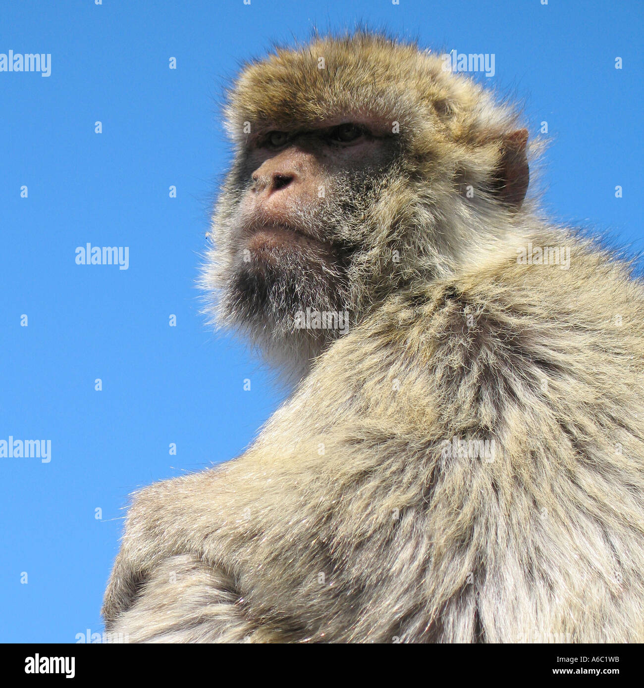 Gibraltar rock north face hi-res stock photography and images - Alamy