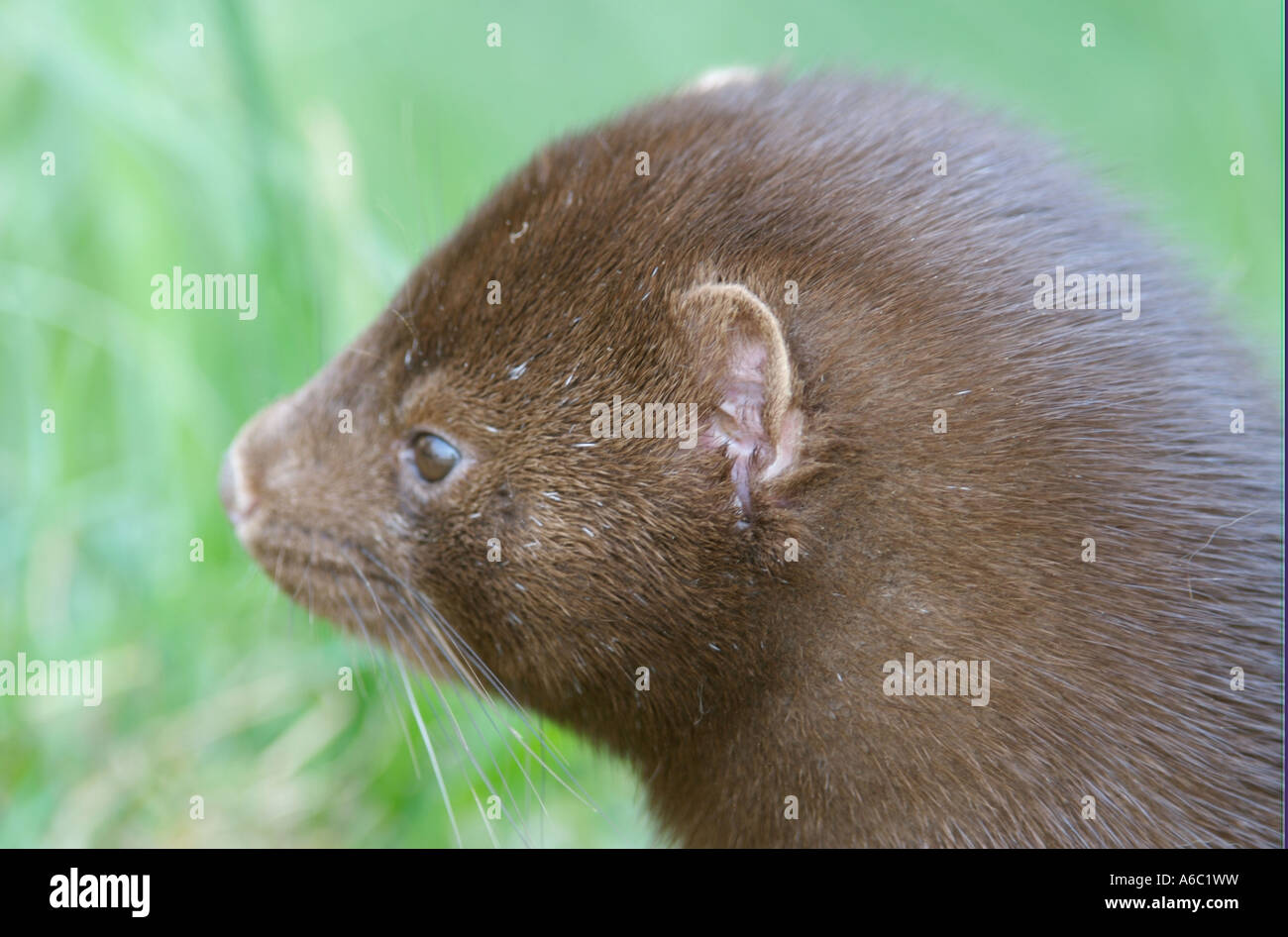 American mink which have escaped from fur farms and naturalised are ...