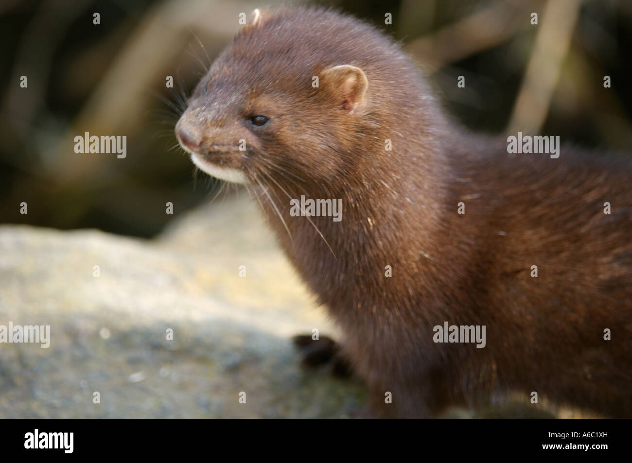 American mink which have escaped from fur farms and naturalised are ...