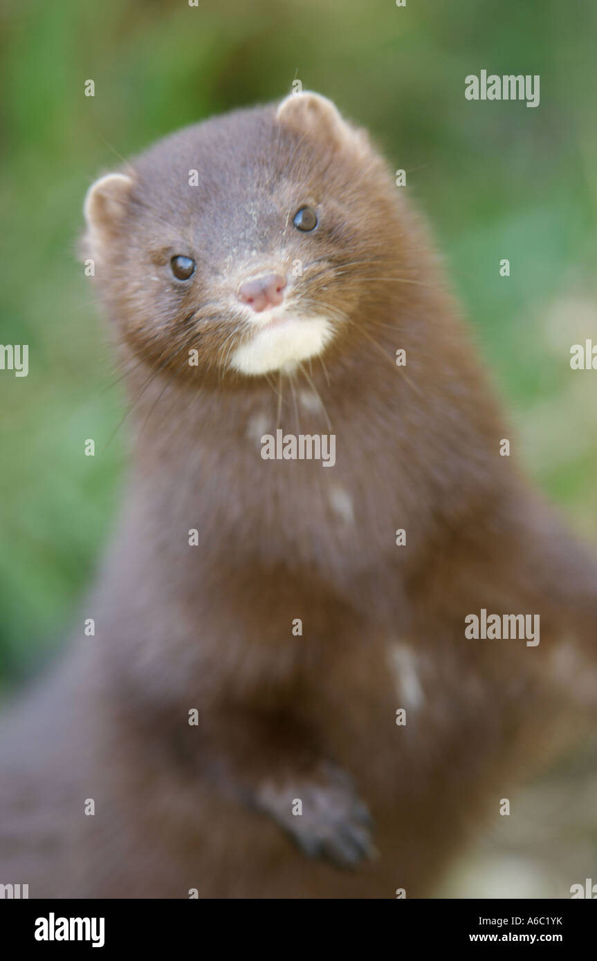 Mink High Resolution Stock Photography and Images - Alamy