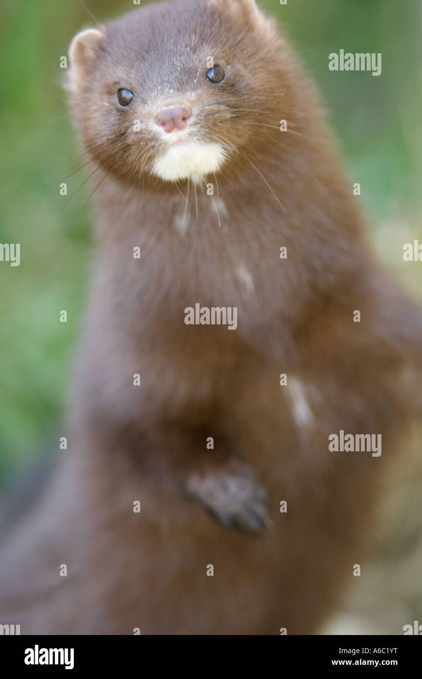 American mink hi-res stock photography and images - Alamy