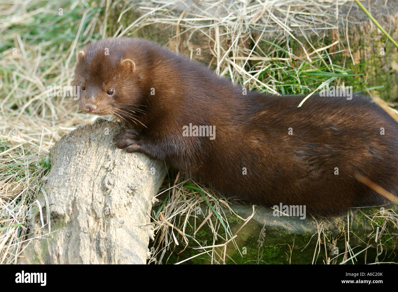 British Wildlife Centre Surrey Spring 2007American mink which have ...