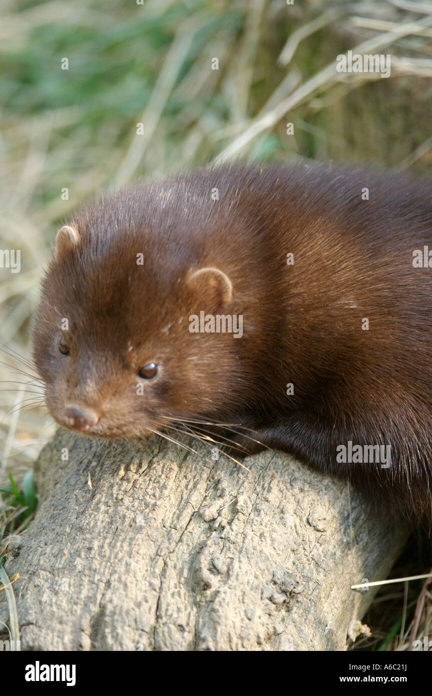 British Wildlife Centre Surrey Spring 2007American mink which have ...
