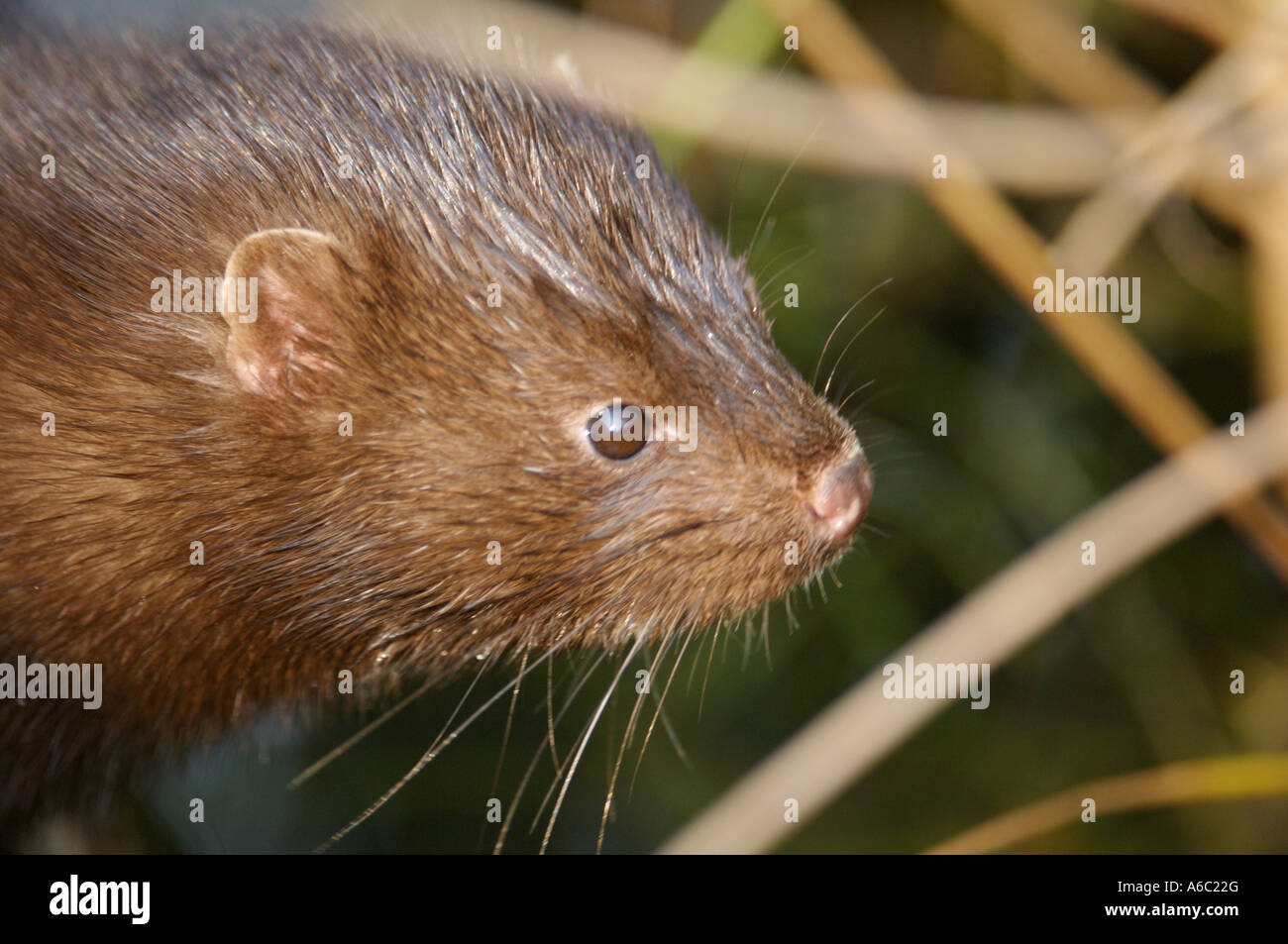 American mink captive habitat mustela vison predator river voracious hi ...