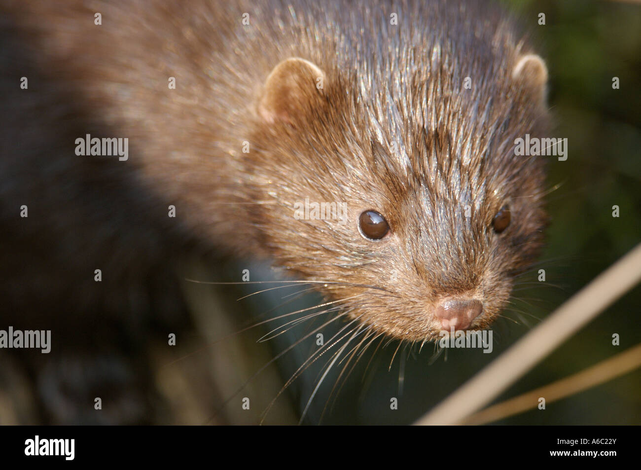 Mink farm hi-res stock photography and images - Alamy