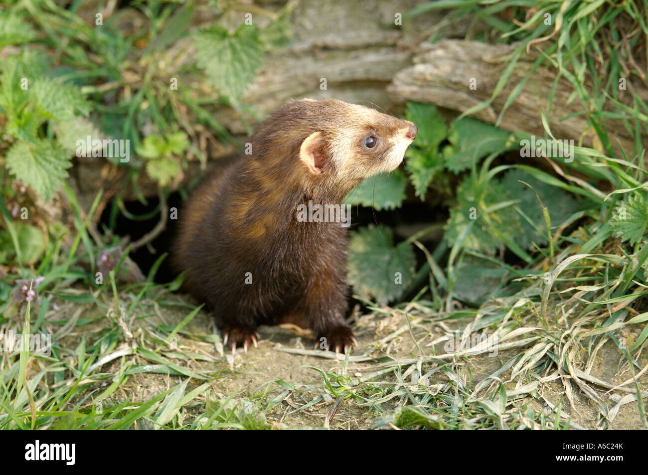 Polecats are nocturnal mustelids that hunt rodents, frogsBritish ...