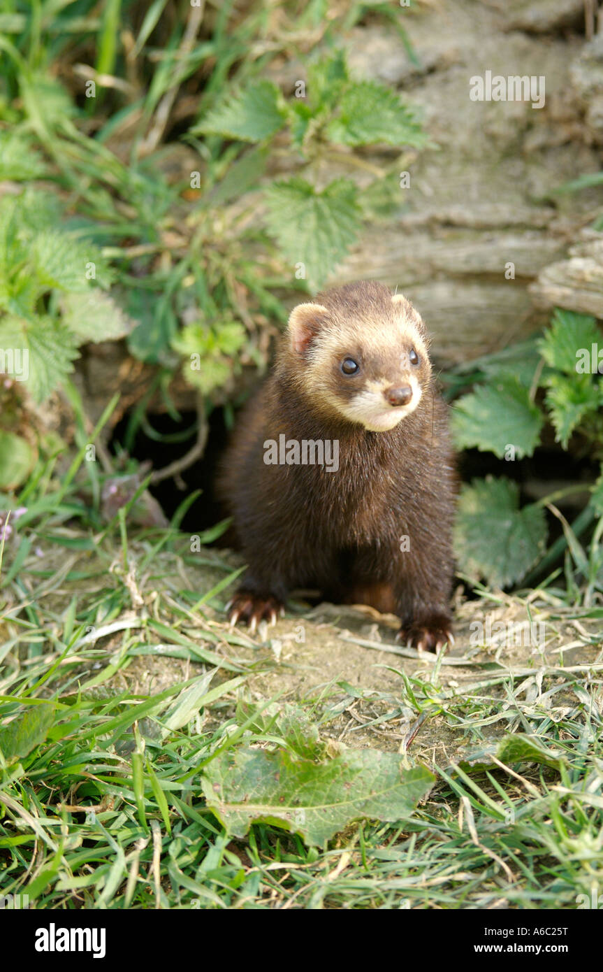 Mustelids High Resolution Stock Photography and Images - Alamy