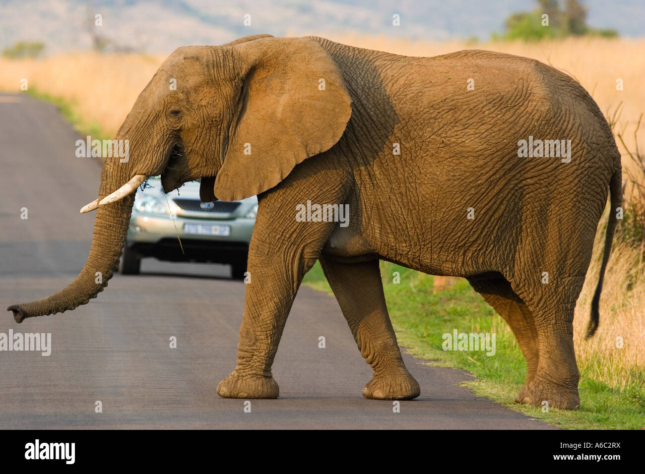 elephant crossing road Stock Photo - Alamy