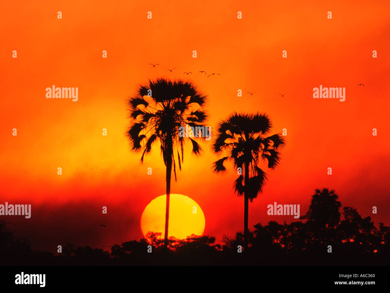 Vegetable Ivory Palm Hyphaena petersiana Or Ilala Palm in silhouette at ...