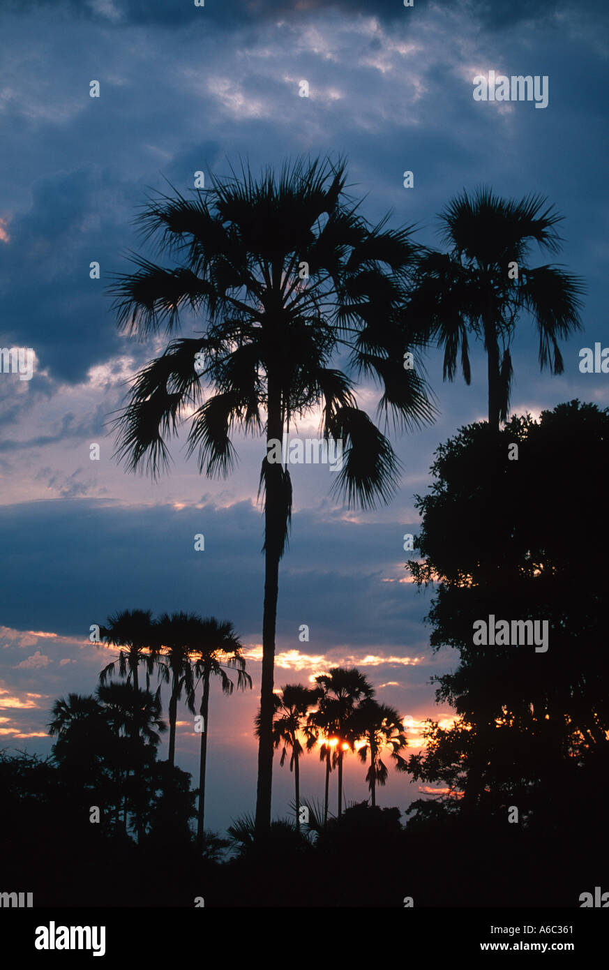 Vegetable Ivory Palm Hyphaena petersiana Or Ilala Palm in silhouette at ...
