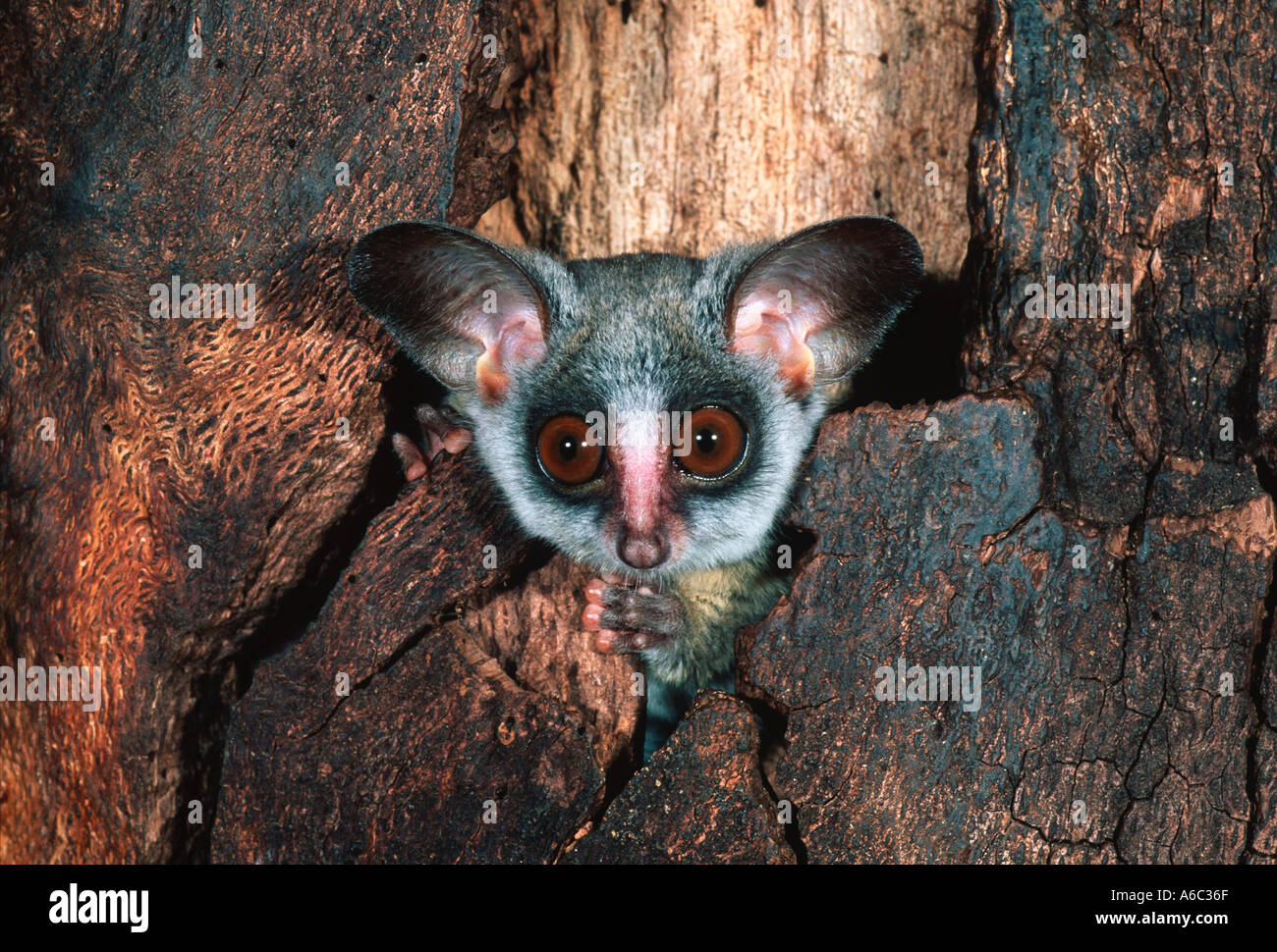 Lesser bushbaby hi-res stock photography and images - Alamy
