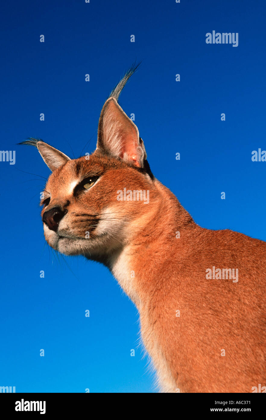Caracal Felis caracal A small predatory cat Africa to India Stock Photo ...
