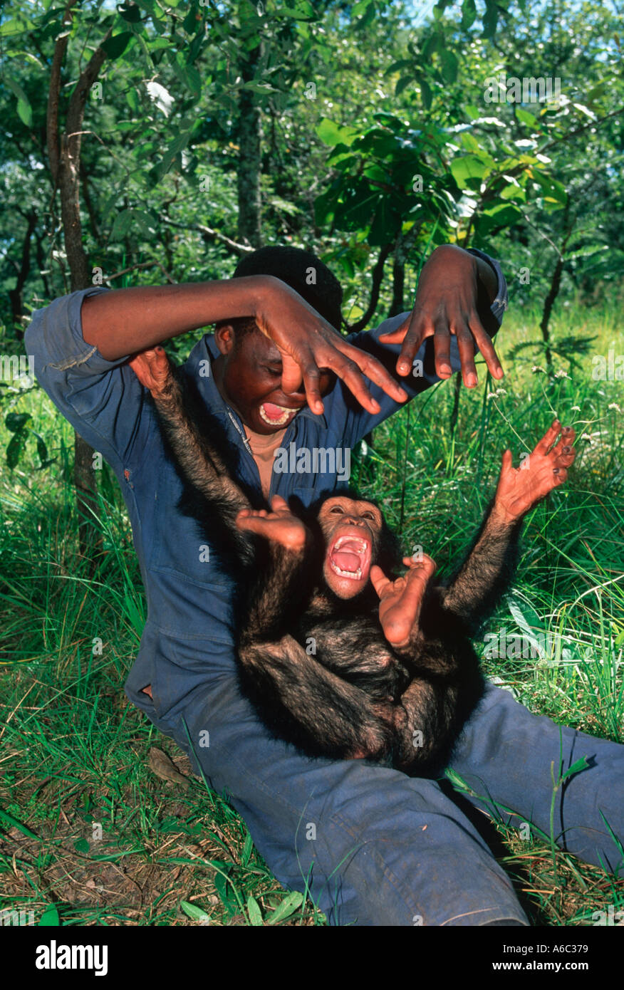 Chimp human hi-res stock photography and images - Alamy