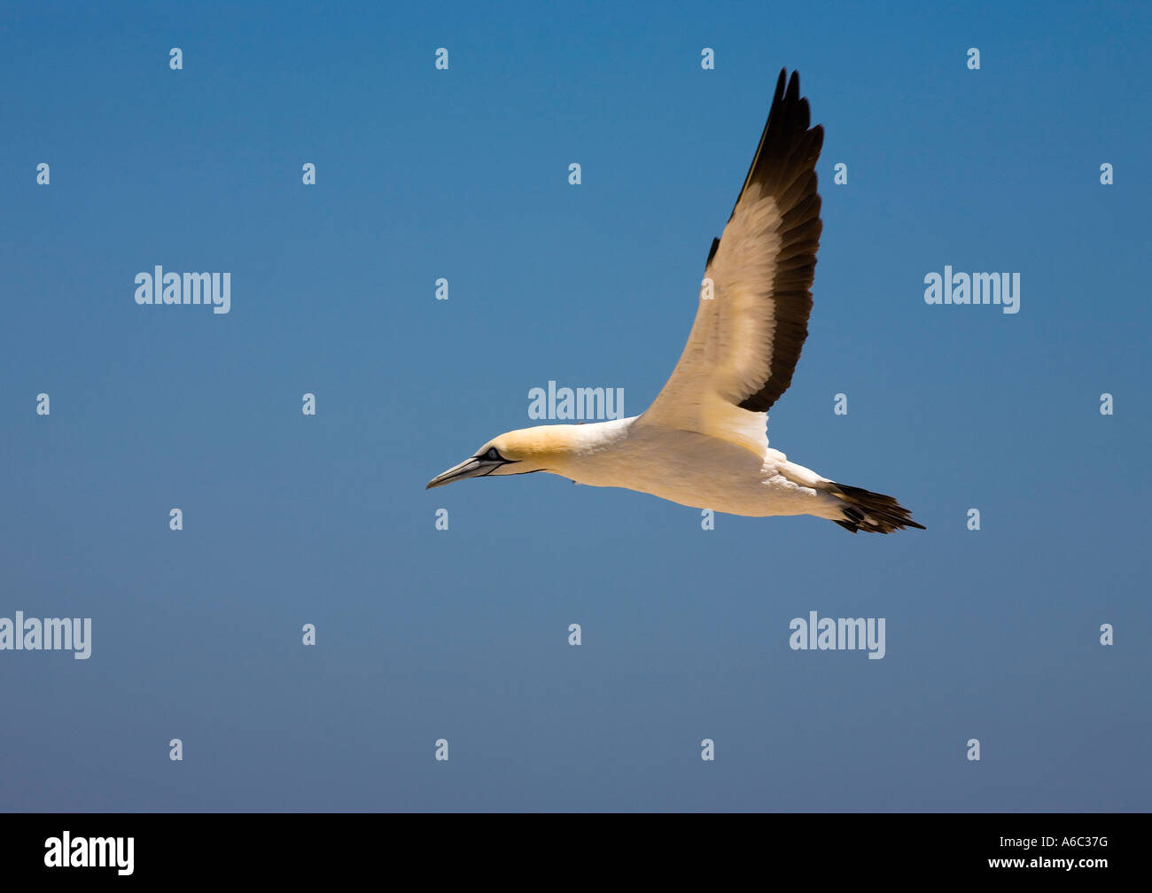 cape gannet flying Stock Photo - Alamy