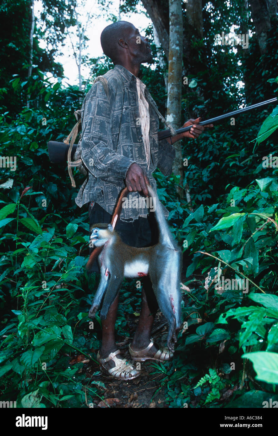 Conservation Issues Bushmeat Monkeys killed by hunter is carried back ...