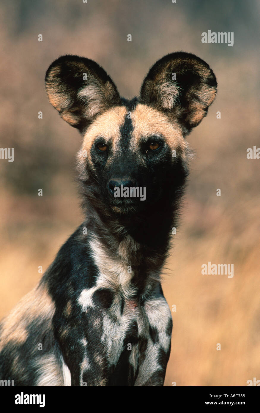 African Wild Dog Lycaon pictus Portrait Endangered Sub Saharan Africa ...
