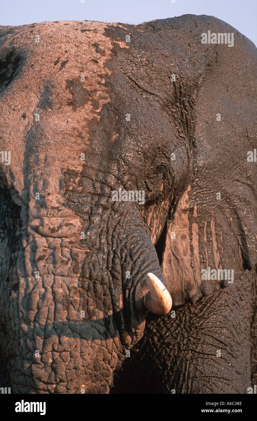 African elephant Loxodonta africana Mud bathing to protect skin from ... African elephant Loxodonta africana Mud bathing to protect skin from ...